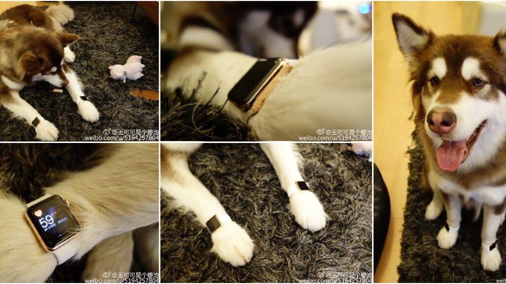 เศรษฐีจีนโชว์รวย ซื้อ Apple Watch ทองคำ 2 เรือน ให้สุนัขใส่ซะเลย ด้วย ...